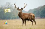 Difference Between Stag And Buck | Diffeology