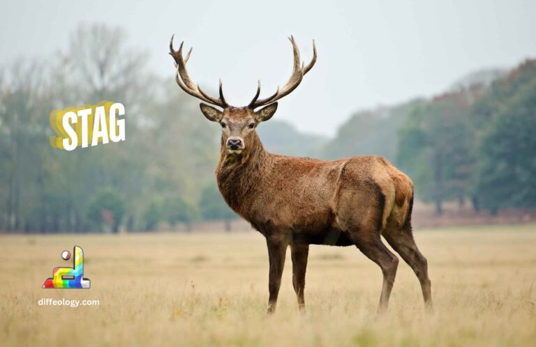 Difference Between Stag And Buck | Diffeology