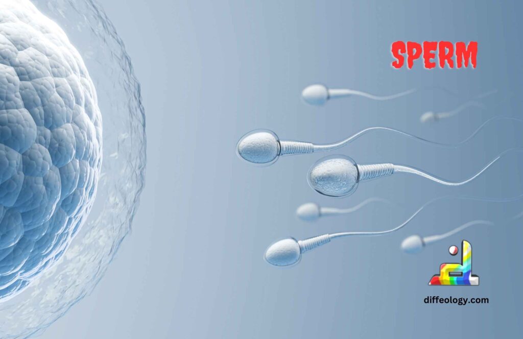 Difference Between Precum And Sperm | Diffeology