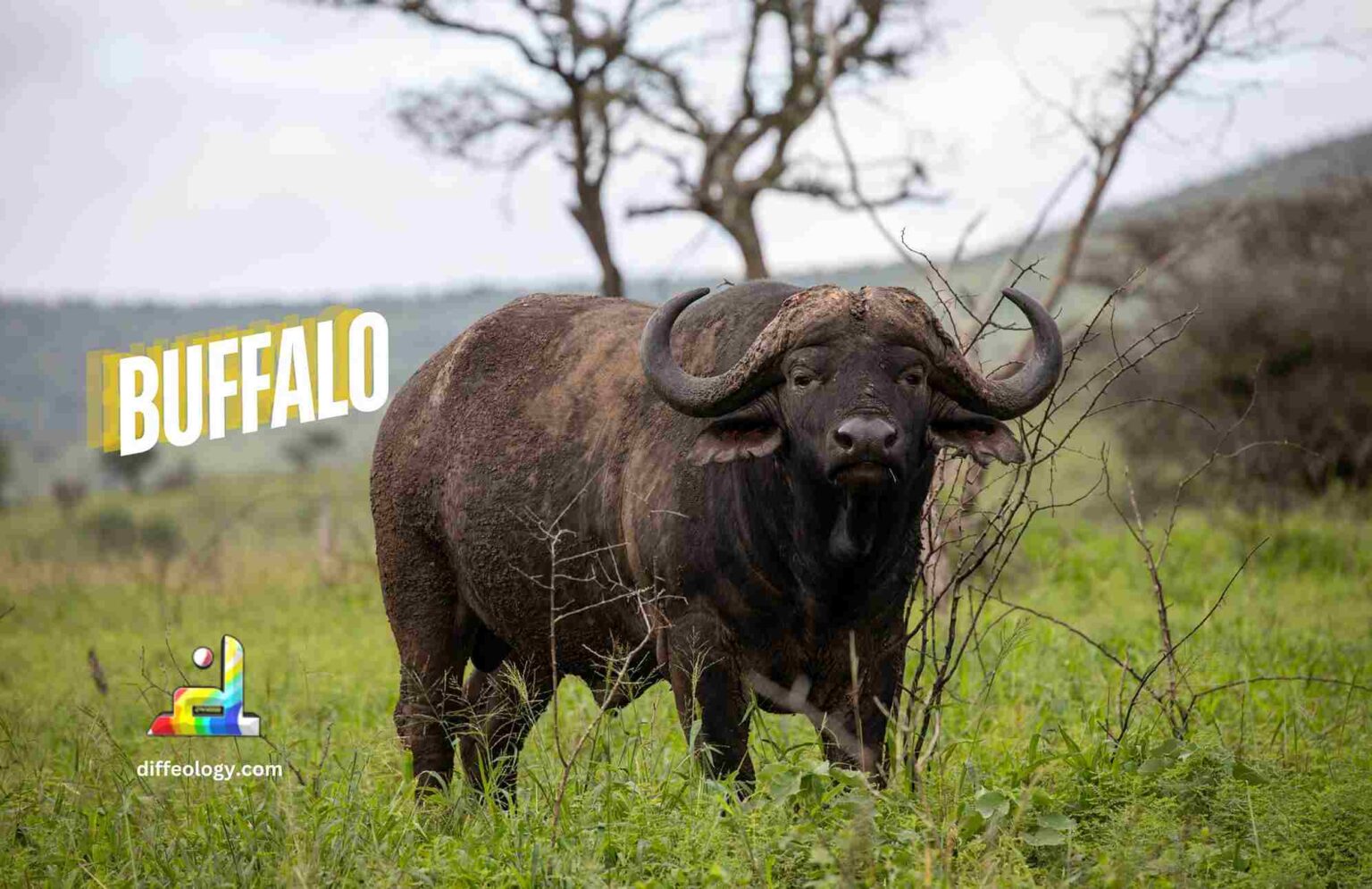 Difference Between Bison And Buffalo | Diffeology