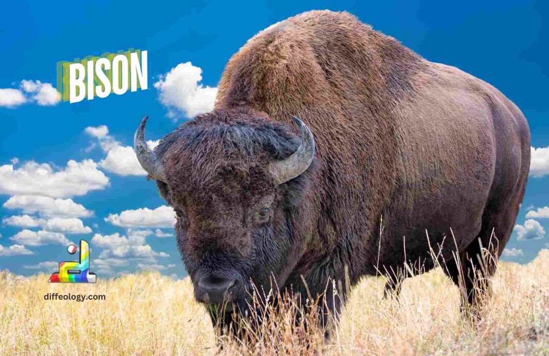 Difference Between Bison And Buffalo | Diffeology