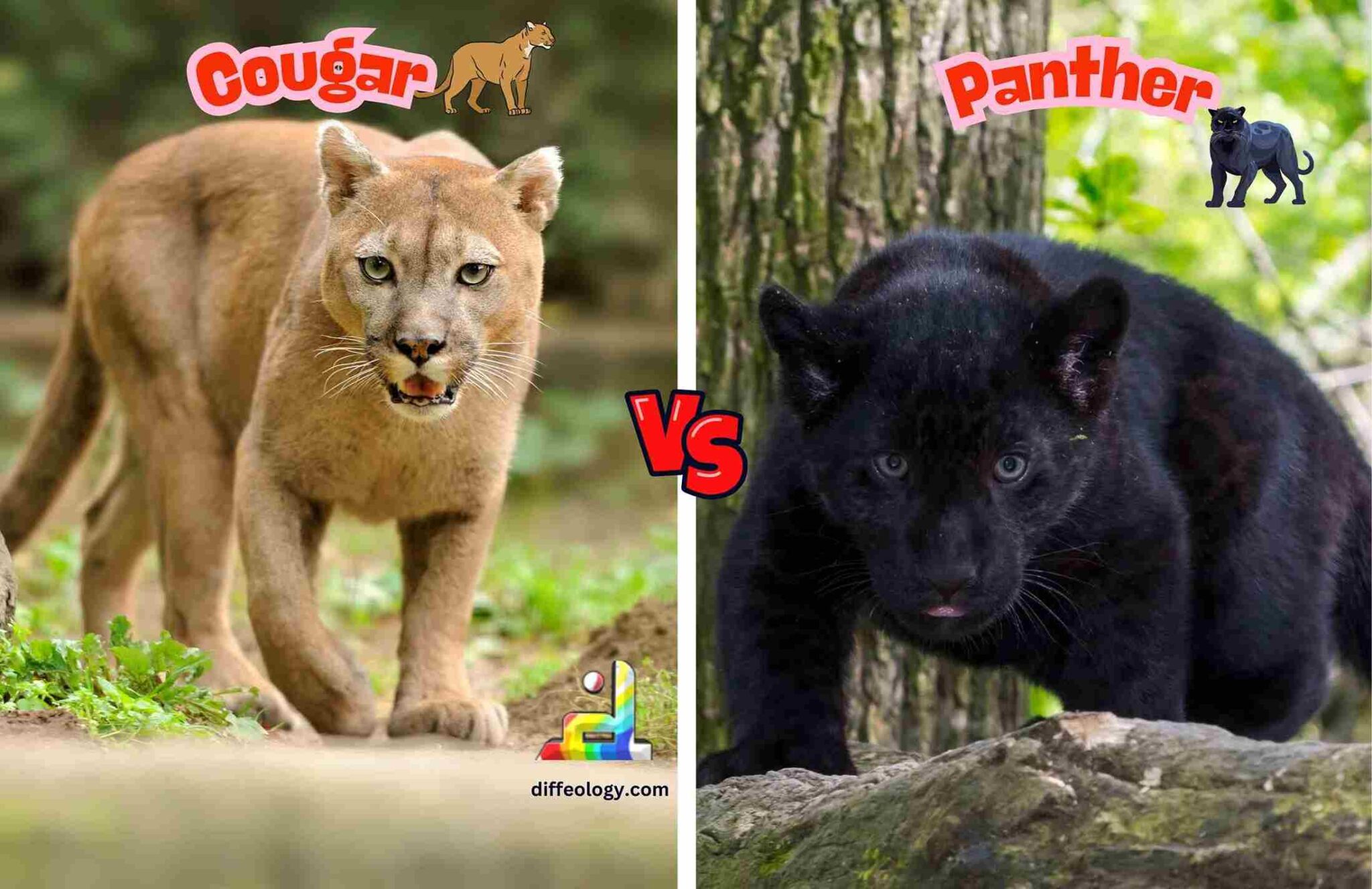 Difference Between Cougar And Panther | Diffeology