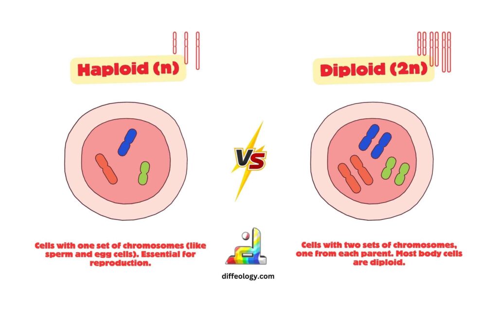 Difference Between Haploid And Diploid | Diffeology