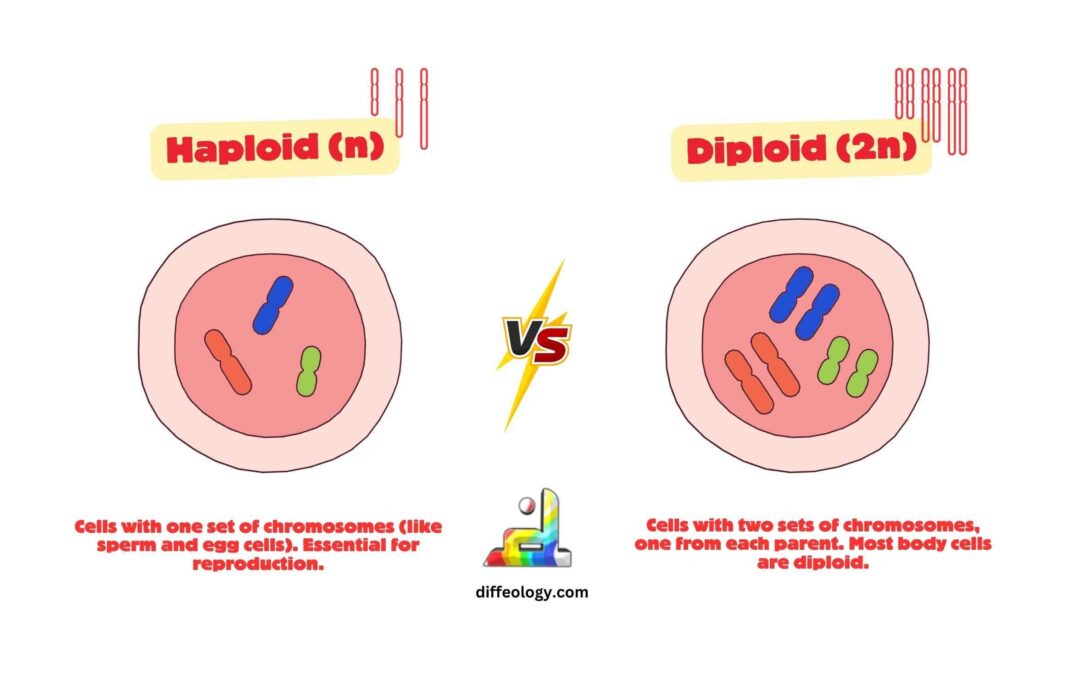 Difference Between Haploid And Diploid | Diffeology