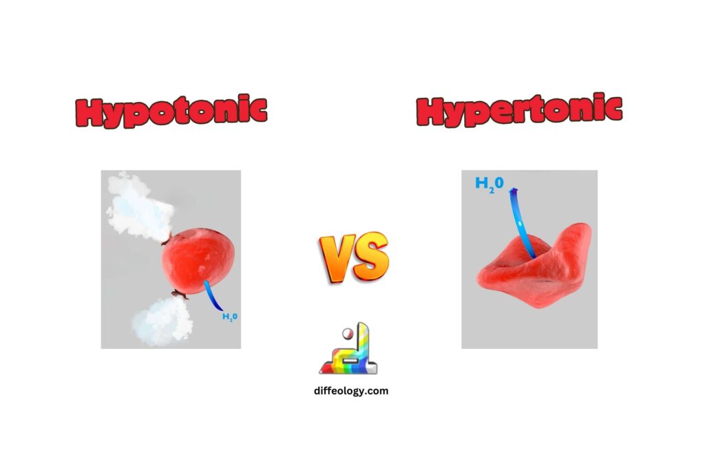 Difference Between Hypotonic And Hypertonic | Diffeology