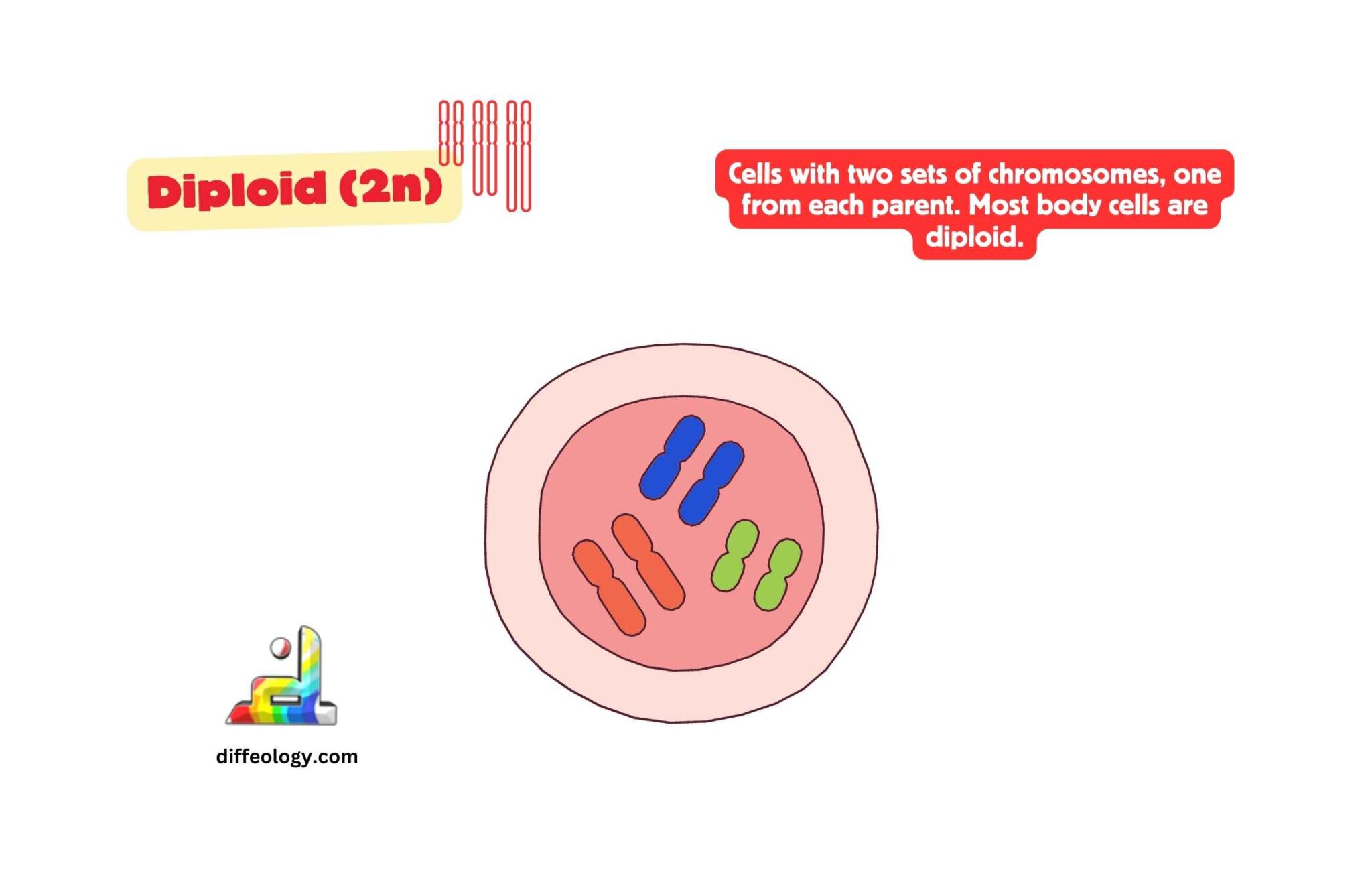 Difference Between Haploid And Diploid | Diffeology