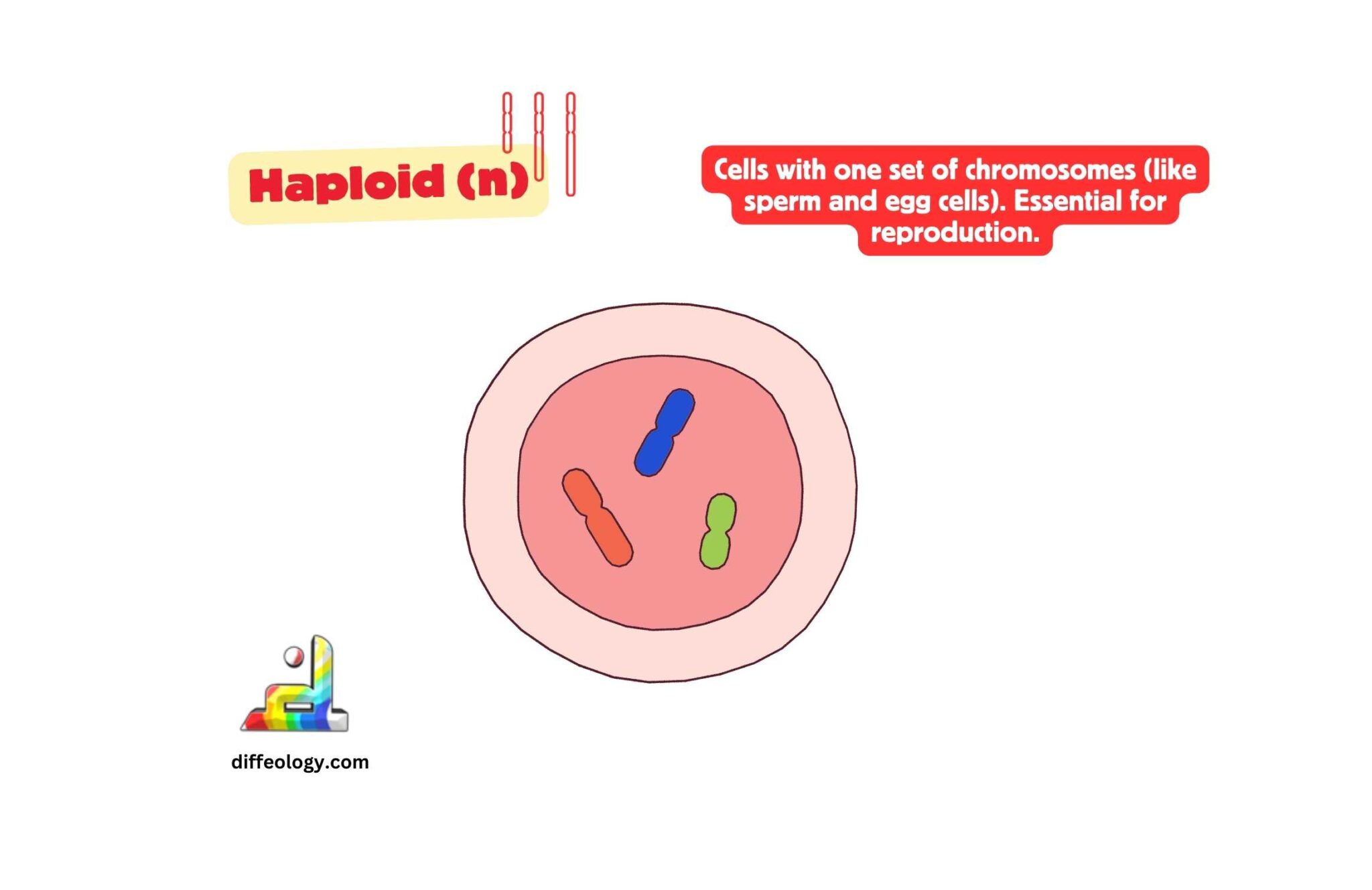 Difference Between Haploid And Diploid | Diffeology