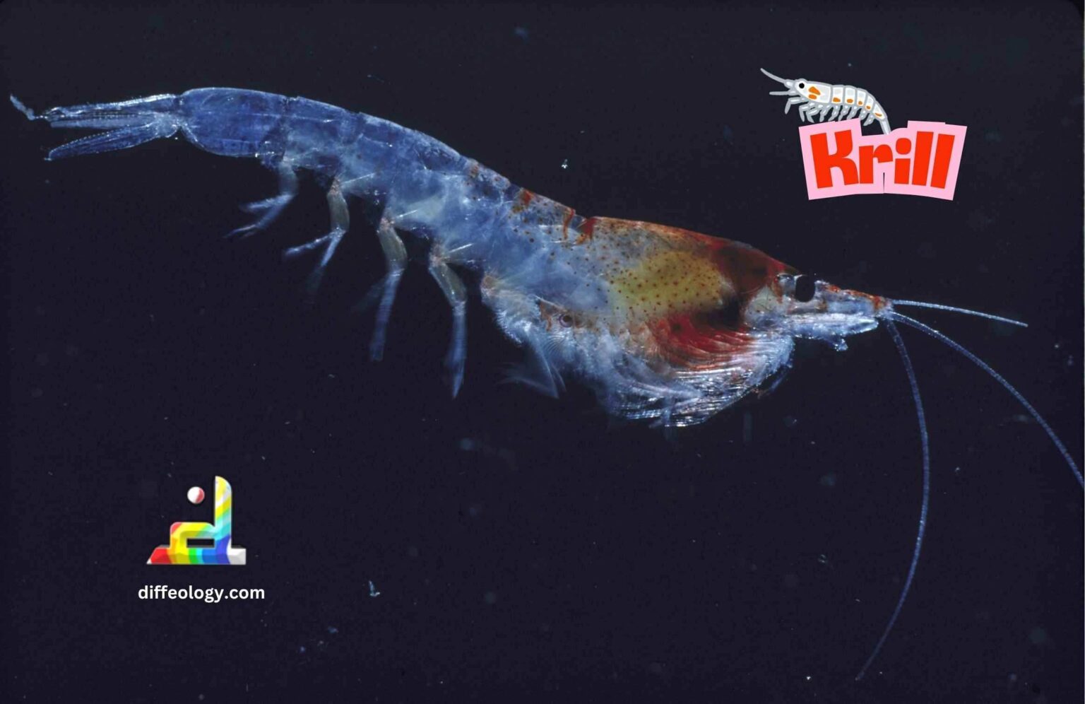 Difference Between Krill And Shrimp | Diffeology