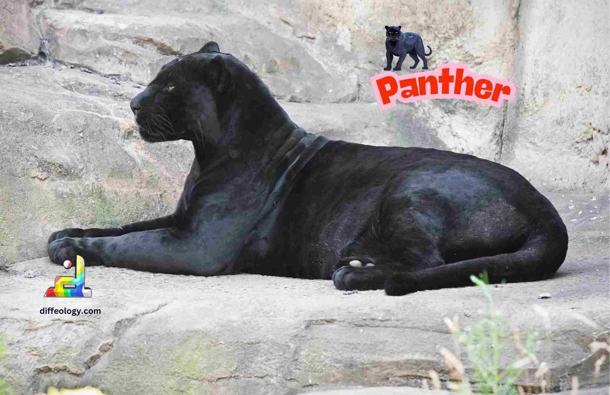 Difference Between Cougar And Panther | Diffeology