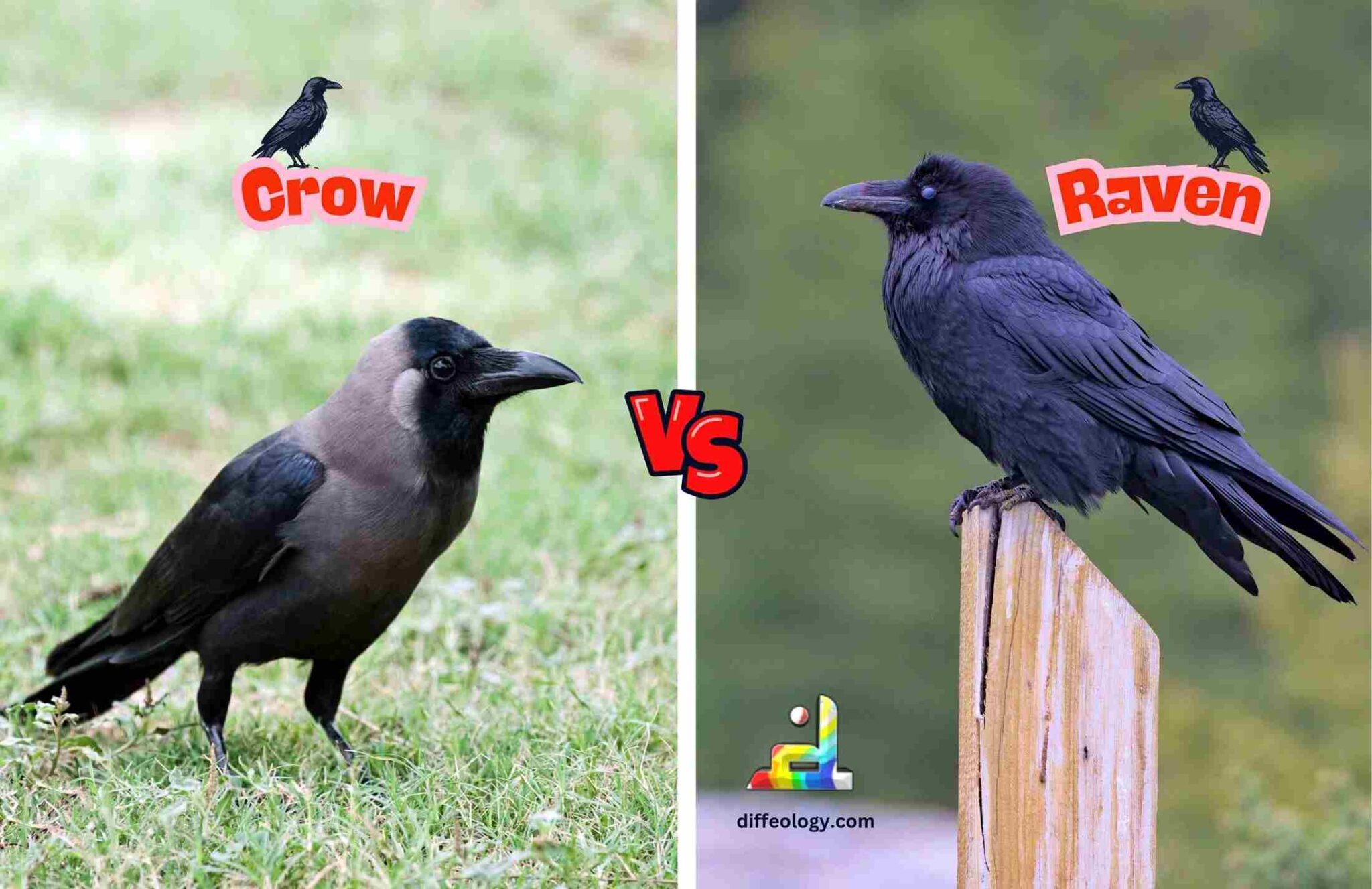 Difference Between Crow And Raven | Diffeology