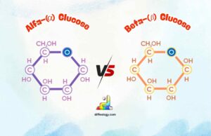 Difference Between Alpha And Beta Glucose | Diffeology