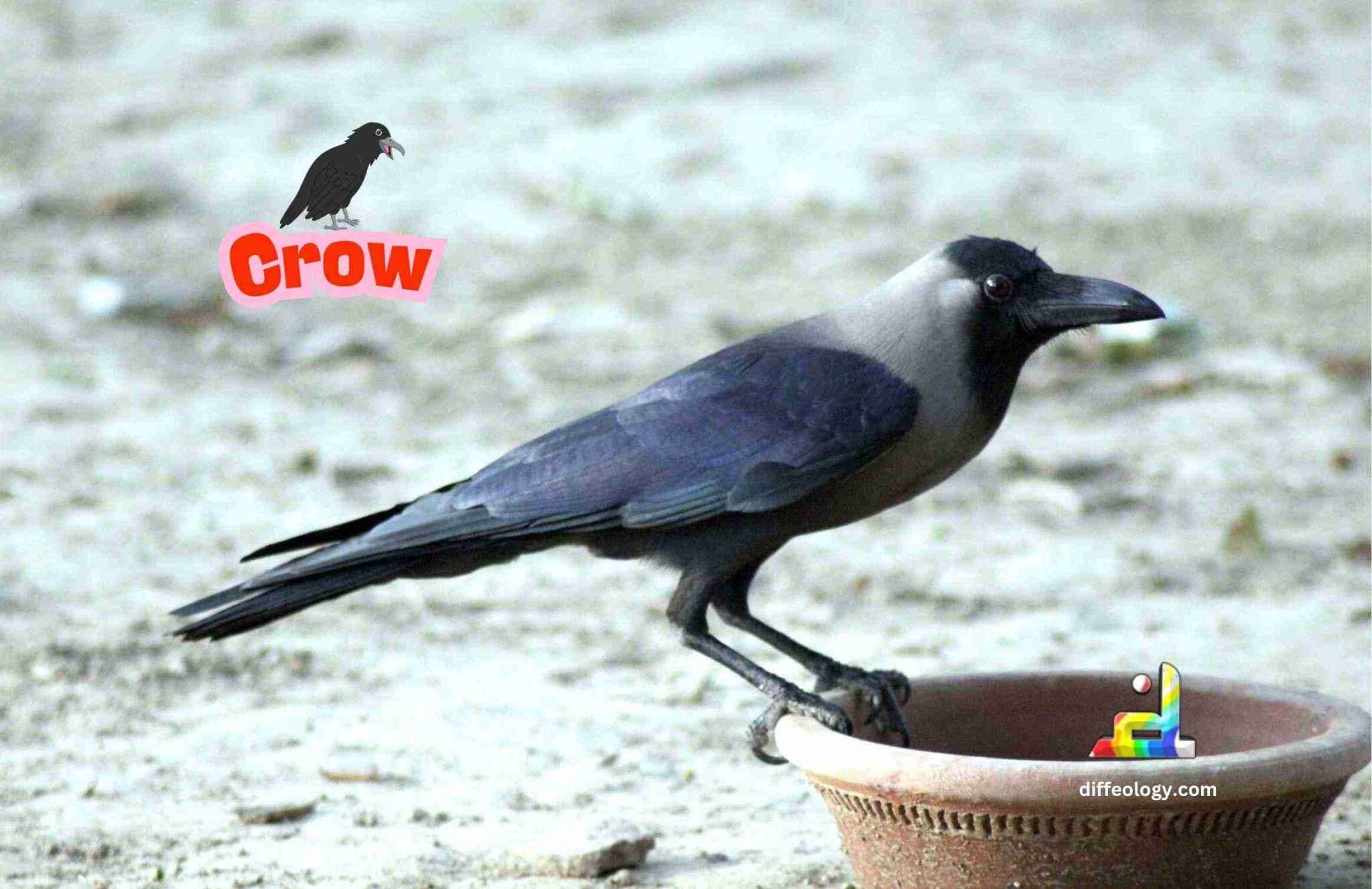 Difference Between Crow And Raven | Diffeology