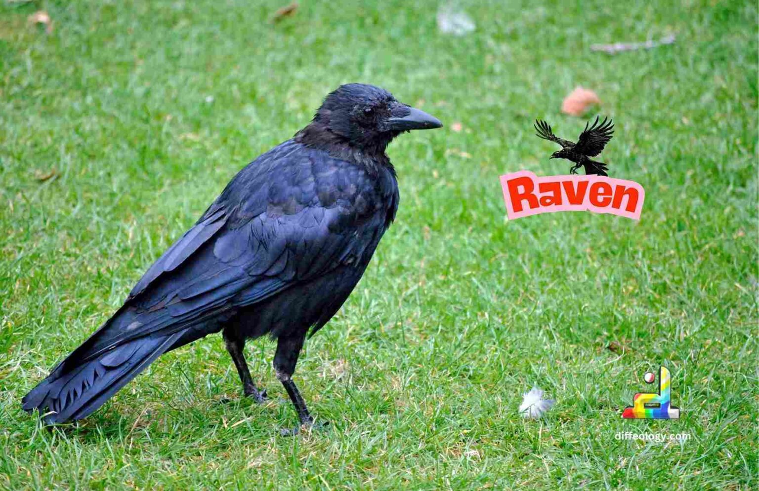Difference Between Crow And Raven | Diffeology