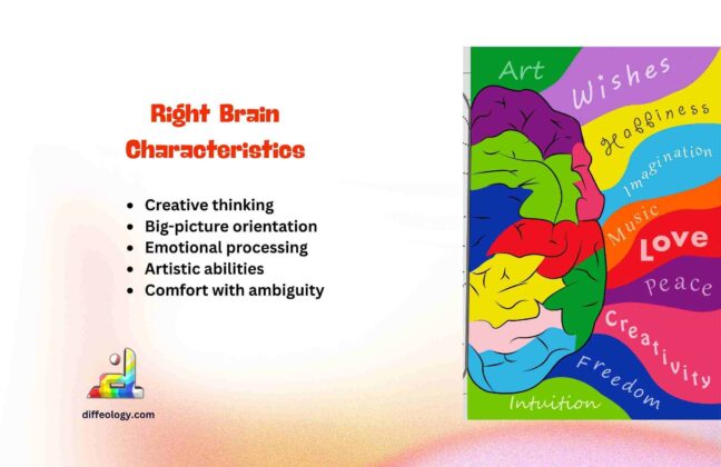 Difference Between Left And Right Brain | Diffeology